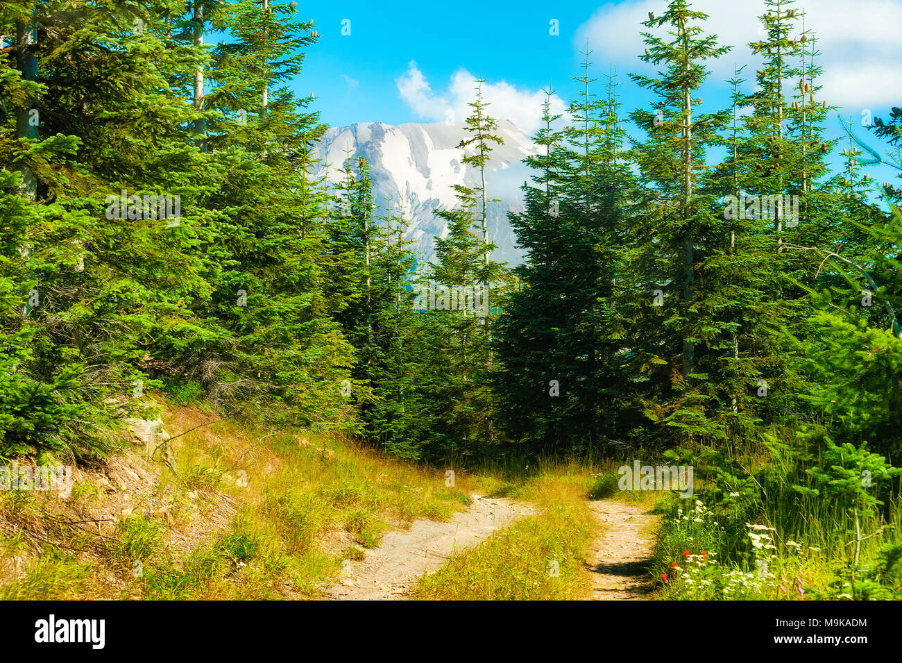 Old logging road through the forest near Mt. St. Helens in Gifford ...
