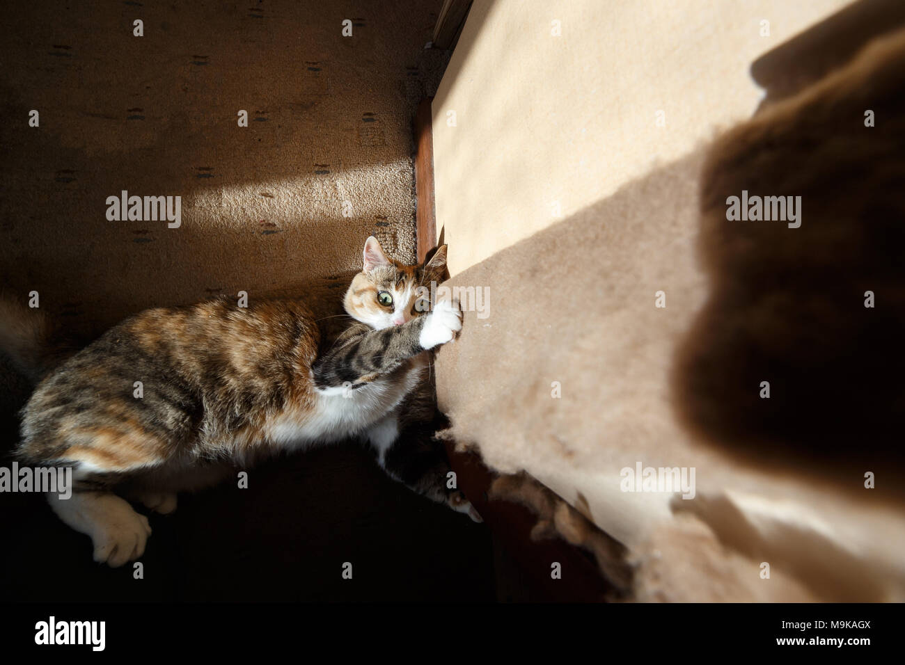 Pretty redhead cat sharpening his claws on the claw sharpener Stock ...