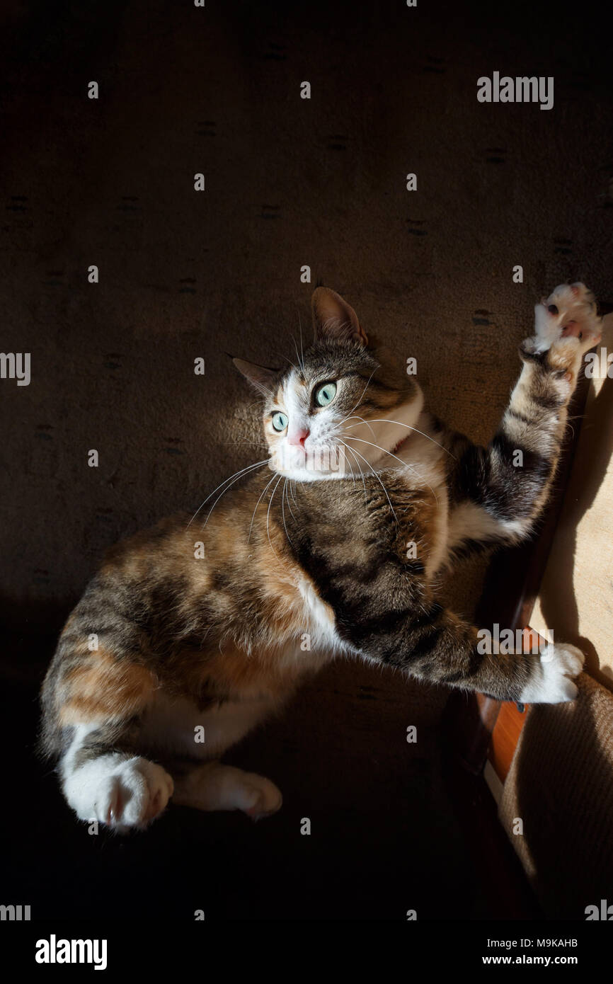 Pretty redhead cat sharpening his claws on the claw sharpener Stock ...