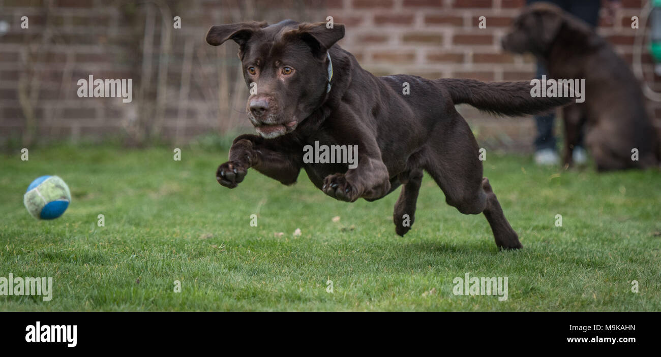 Boy dog fetch retrieve hi-res stock photography and images - Alamy