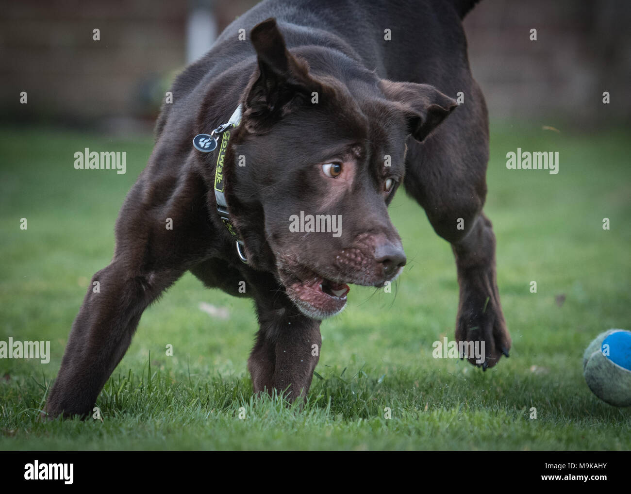 Labrador Retriever playing with Ball Stock Photo - Alamy