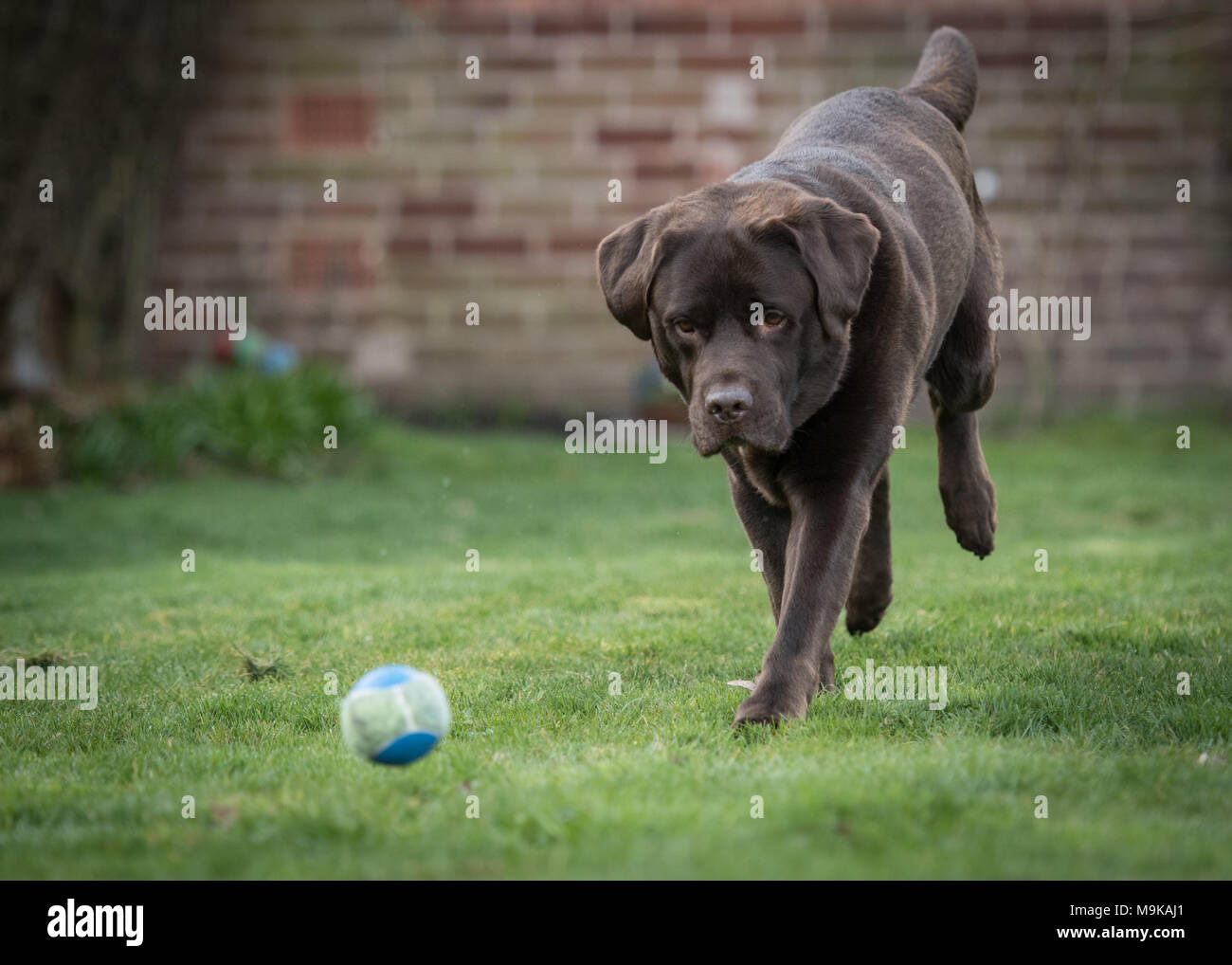 Boy dog fetch retrieve hi-res stock photography and images - Alamy