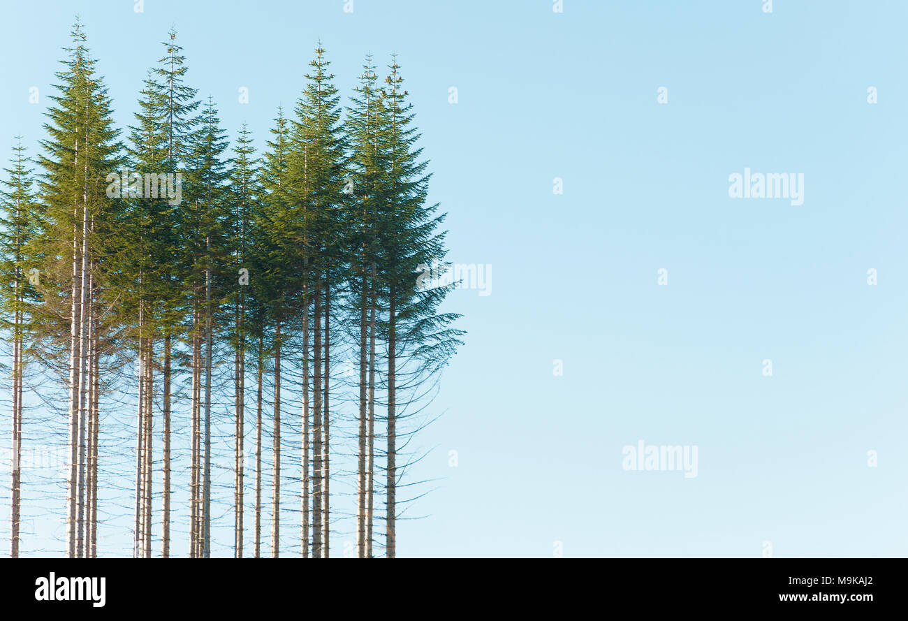 A grouping of trees against blue sky with copy space availble in this ...