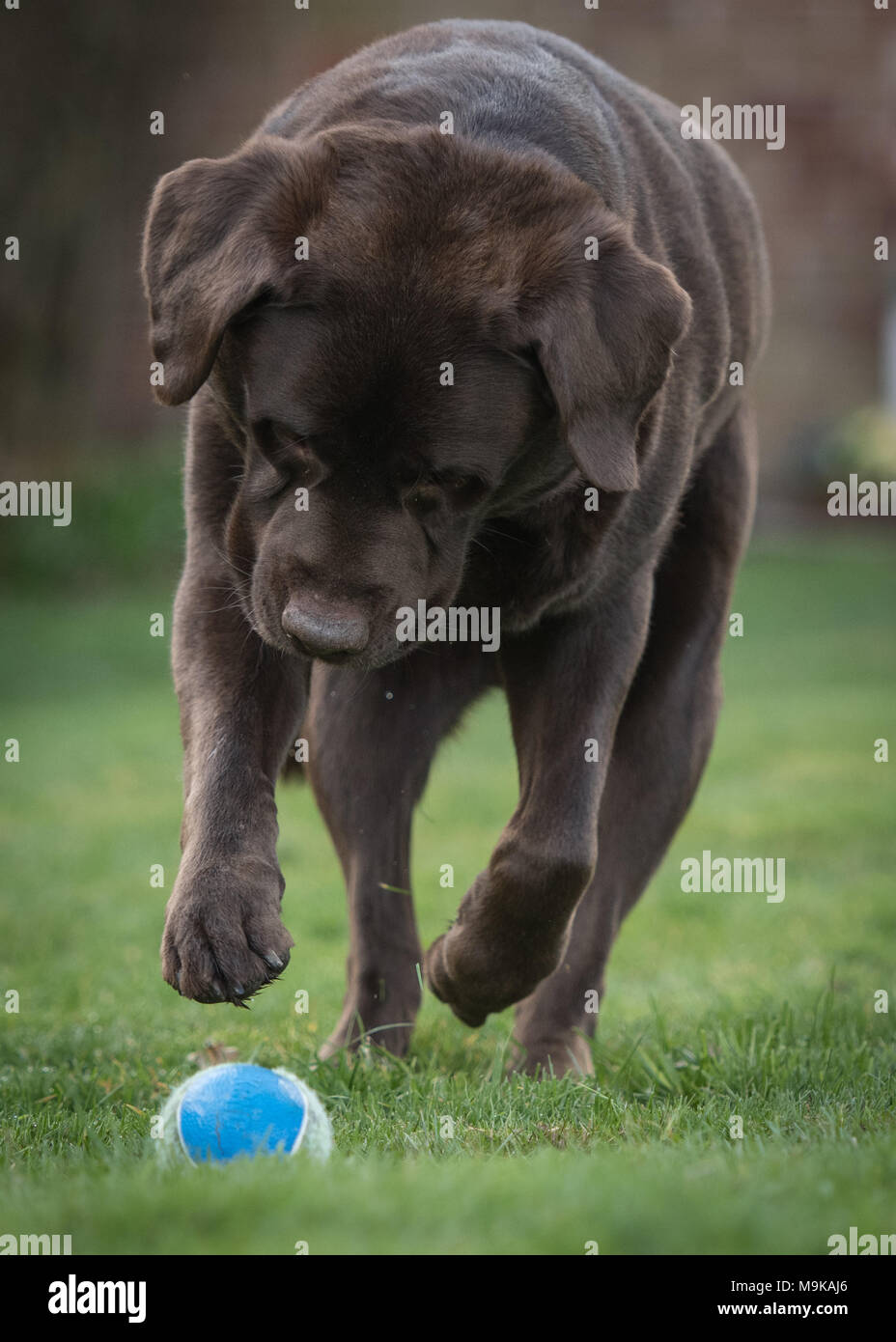 Boy dog fetch retrieve hi-res stock photography and images - Alamy