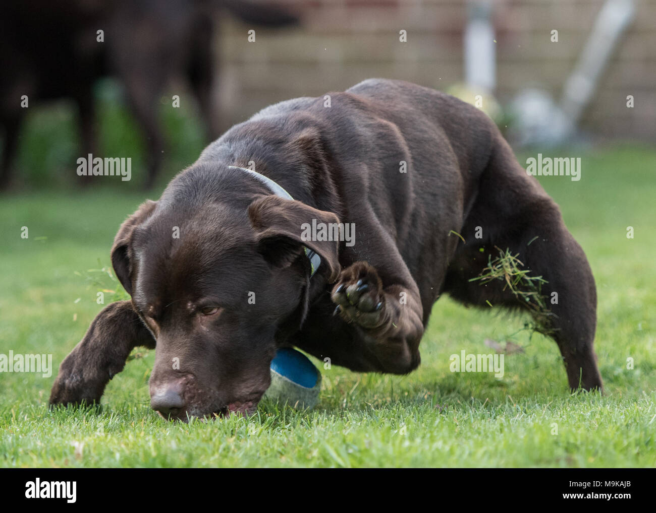 Labrador Retriever playing with Ball Stock Photo - Alamy