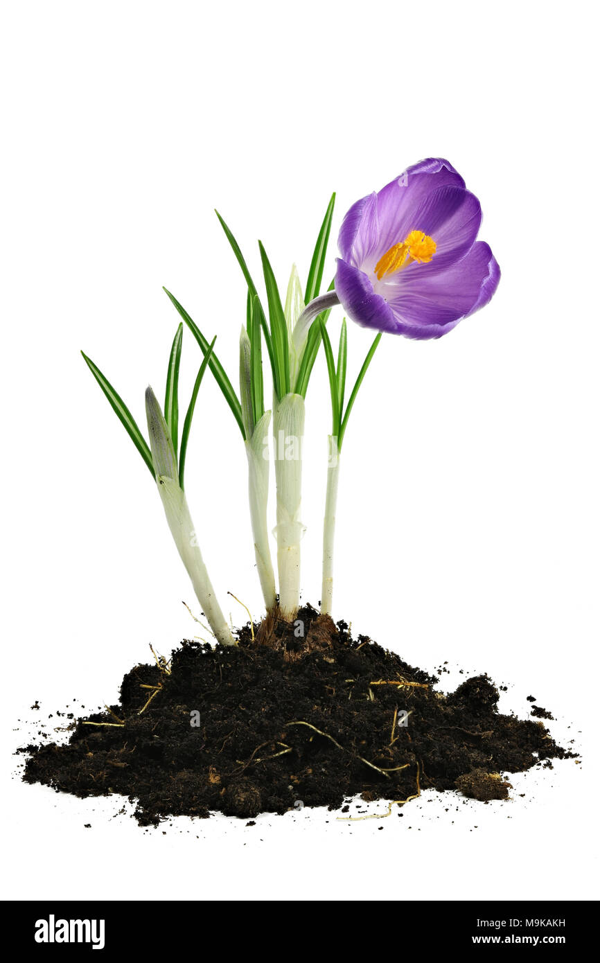 crocus vernus isolated on white background Stock Photo - Alamy