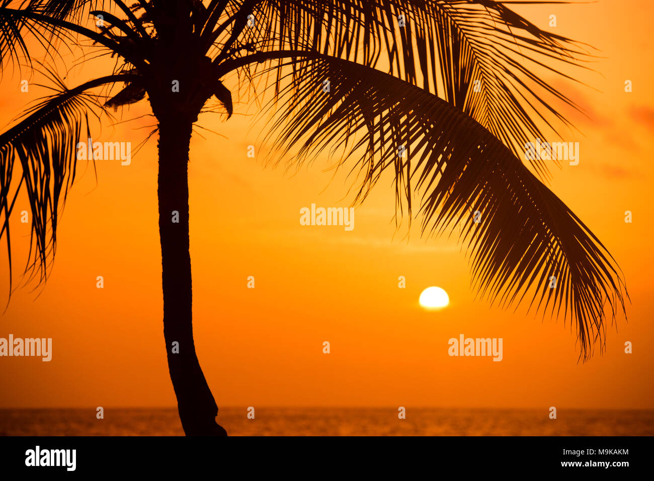 Palm trees silhouette at sunset tropical beach. Orange sunset Stock ...
