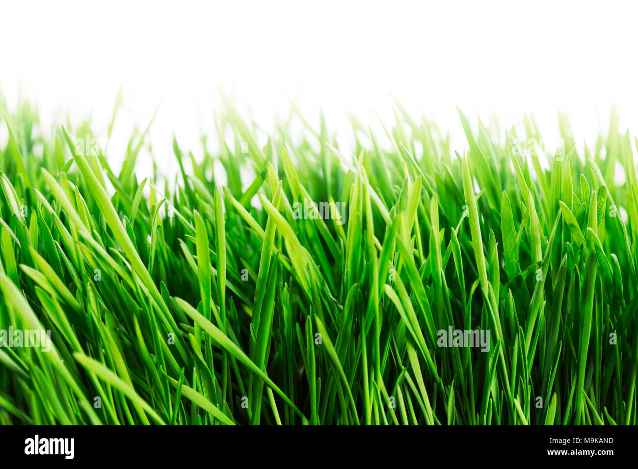 Fresh green grass isolated on white background Stock Photo - Alamy