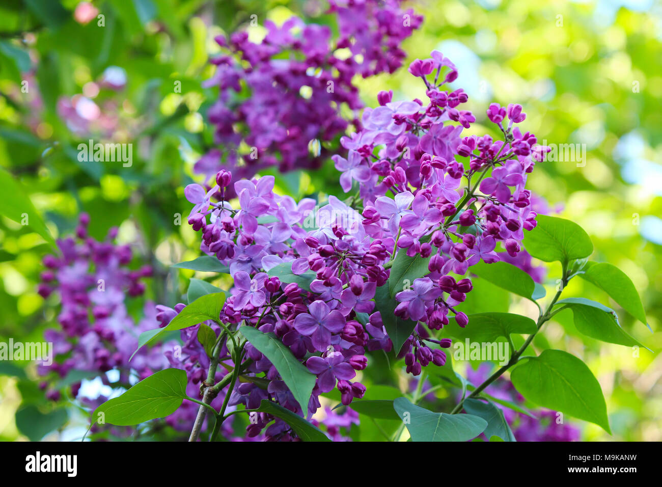 Scenery lilac hi-res stock photography and images - Alamy