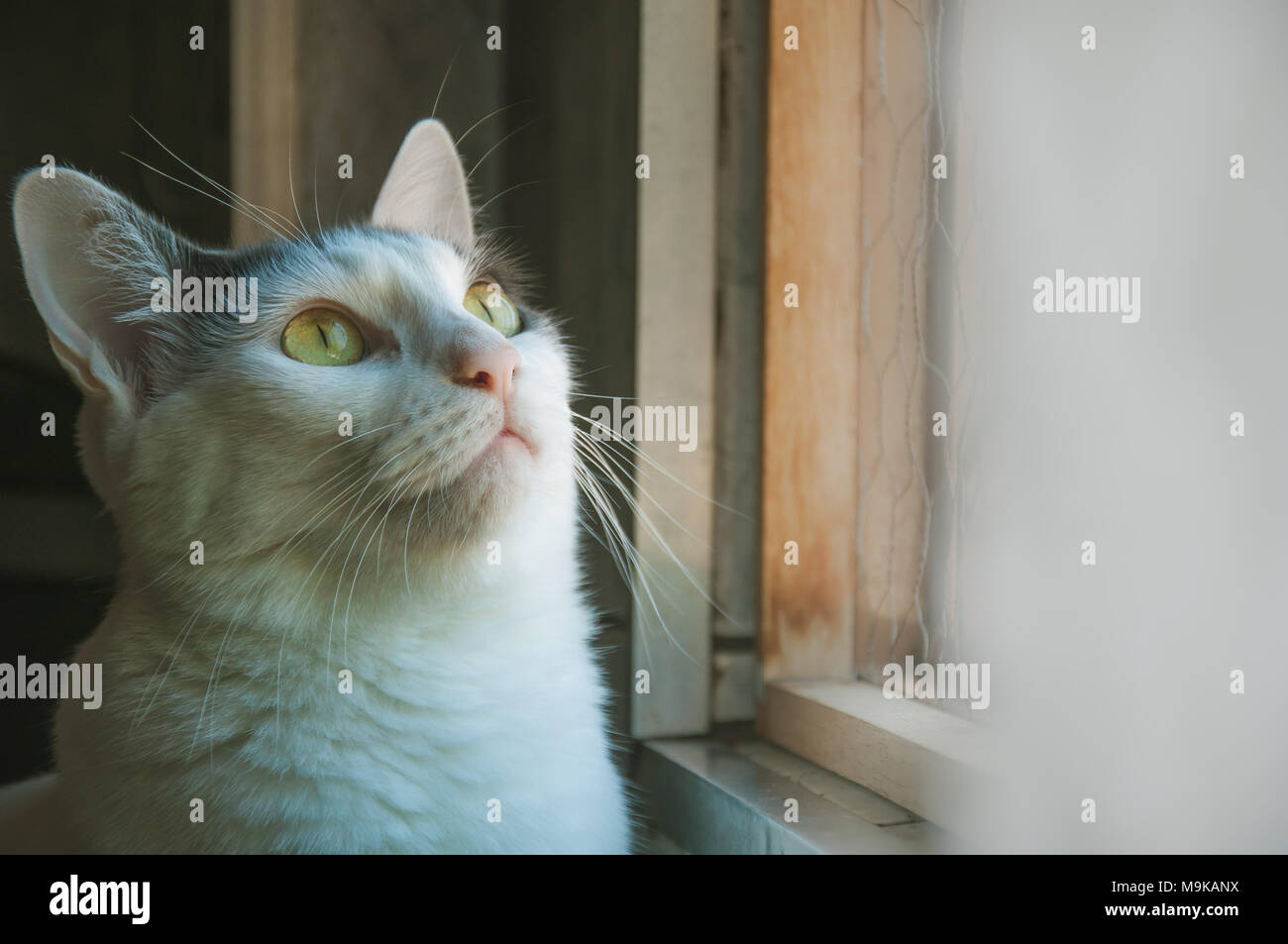 A cat looking out the window Stock Photo - Alamy