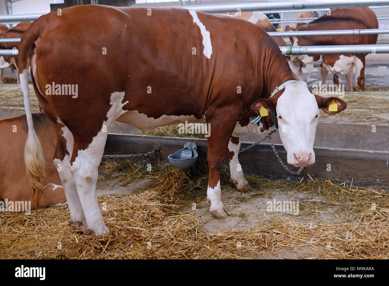 Cow inside agricultural farm for livestock production Stock Photo - Alamy