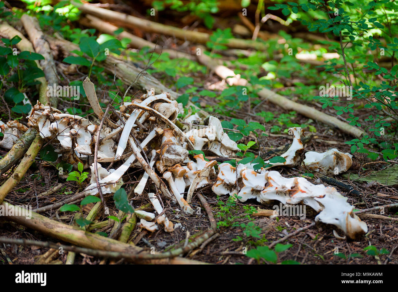 Remnants of a pile of bones from a elk lay on the forest floor in ...