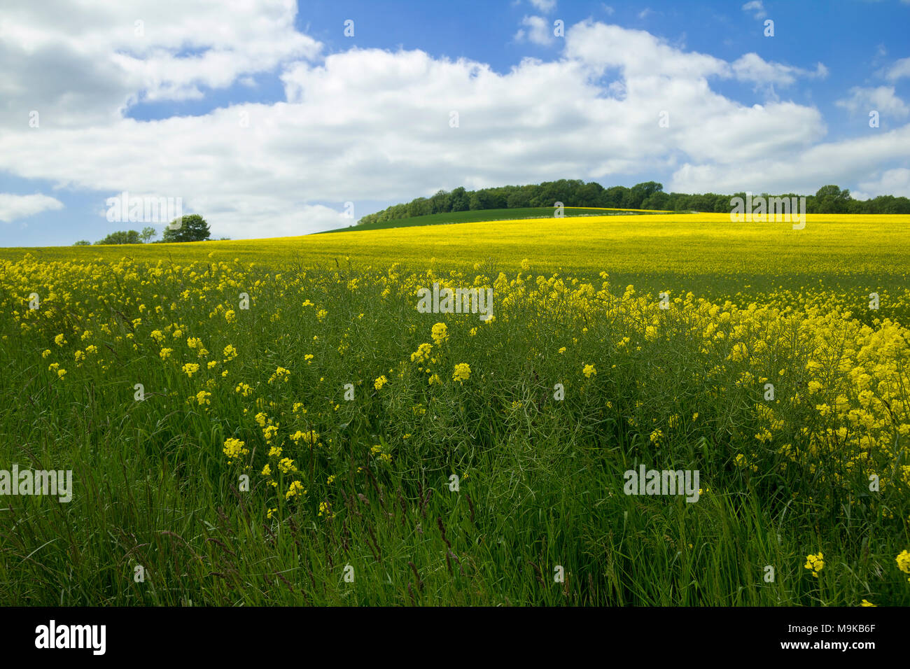 Harvest rapeseed hi-res stock photography and images - Alamy