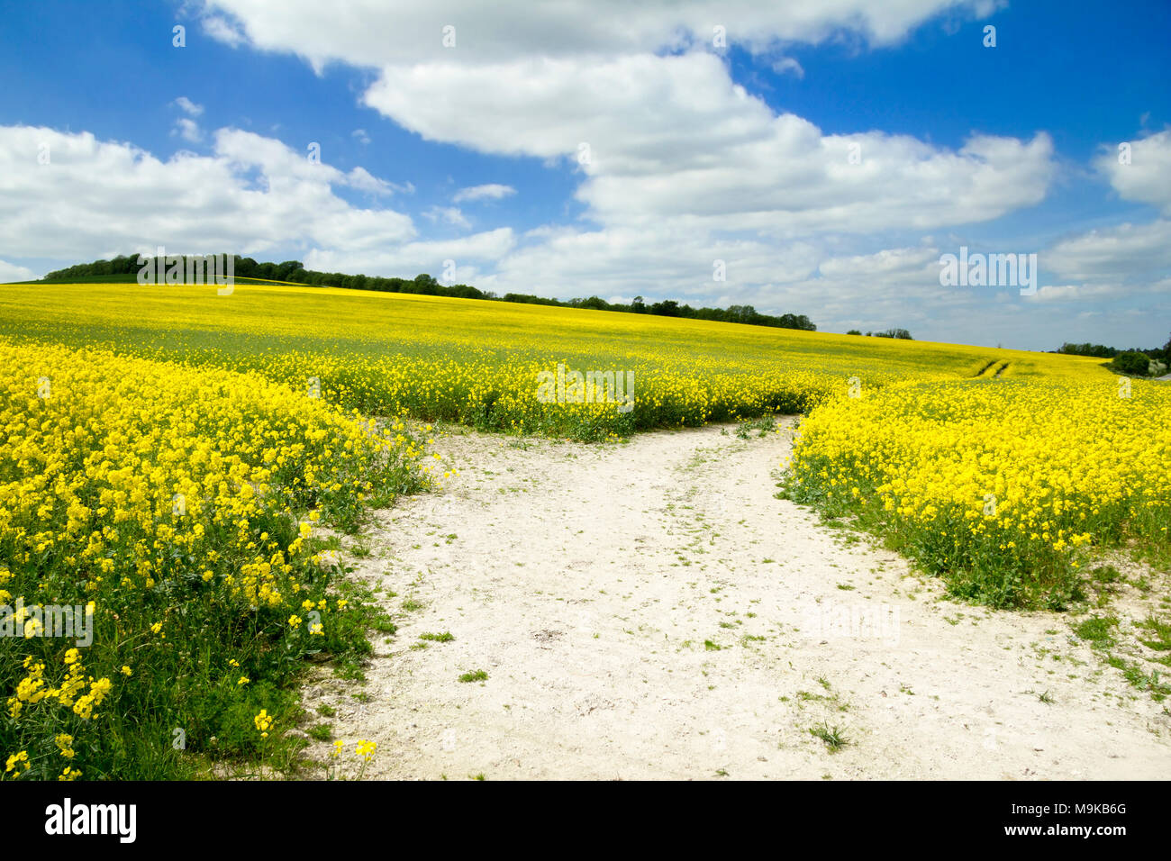 Chalk land flower hi-res stock photography and images - Alamy
