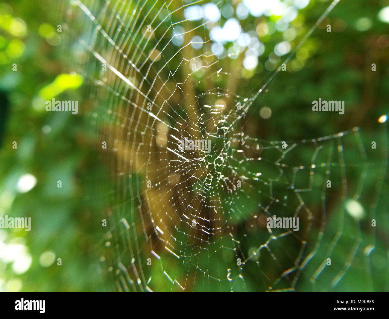 Light reflecting off leaves hi-res stock photography and images - Alamy