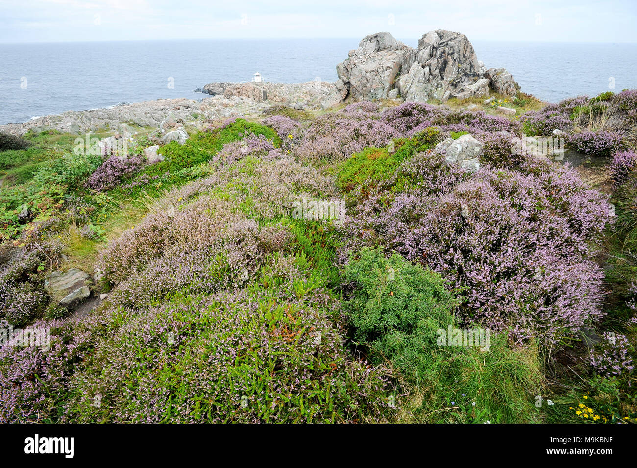 Kullaberg nature reserve hi-res stock photography and images - Alamy