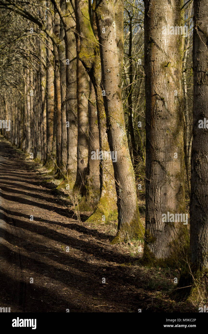 Trees with shadow hi-res stock photography and images - Alamy