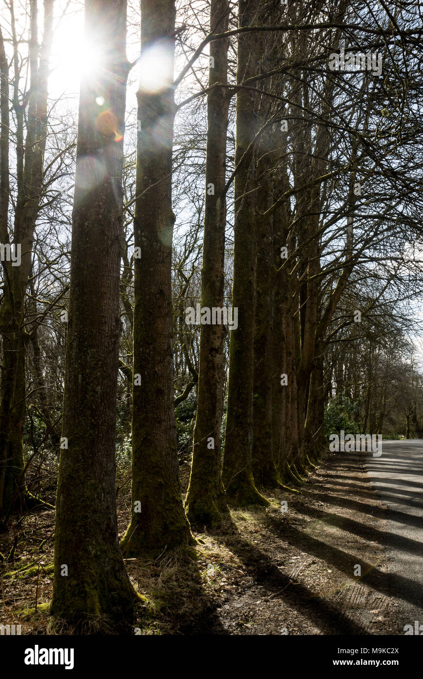 Trees with shadow hi-res stock photography and images - Alamy