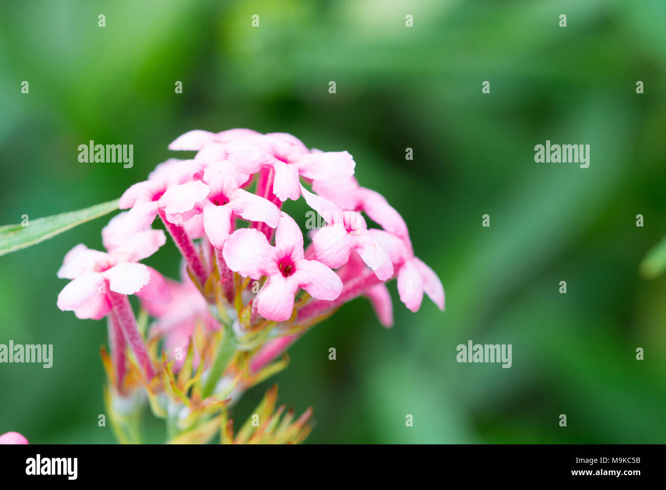 Verbena red rose hi-res stock photography and images - Alamy