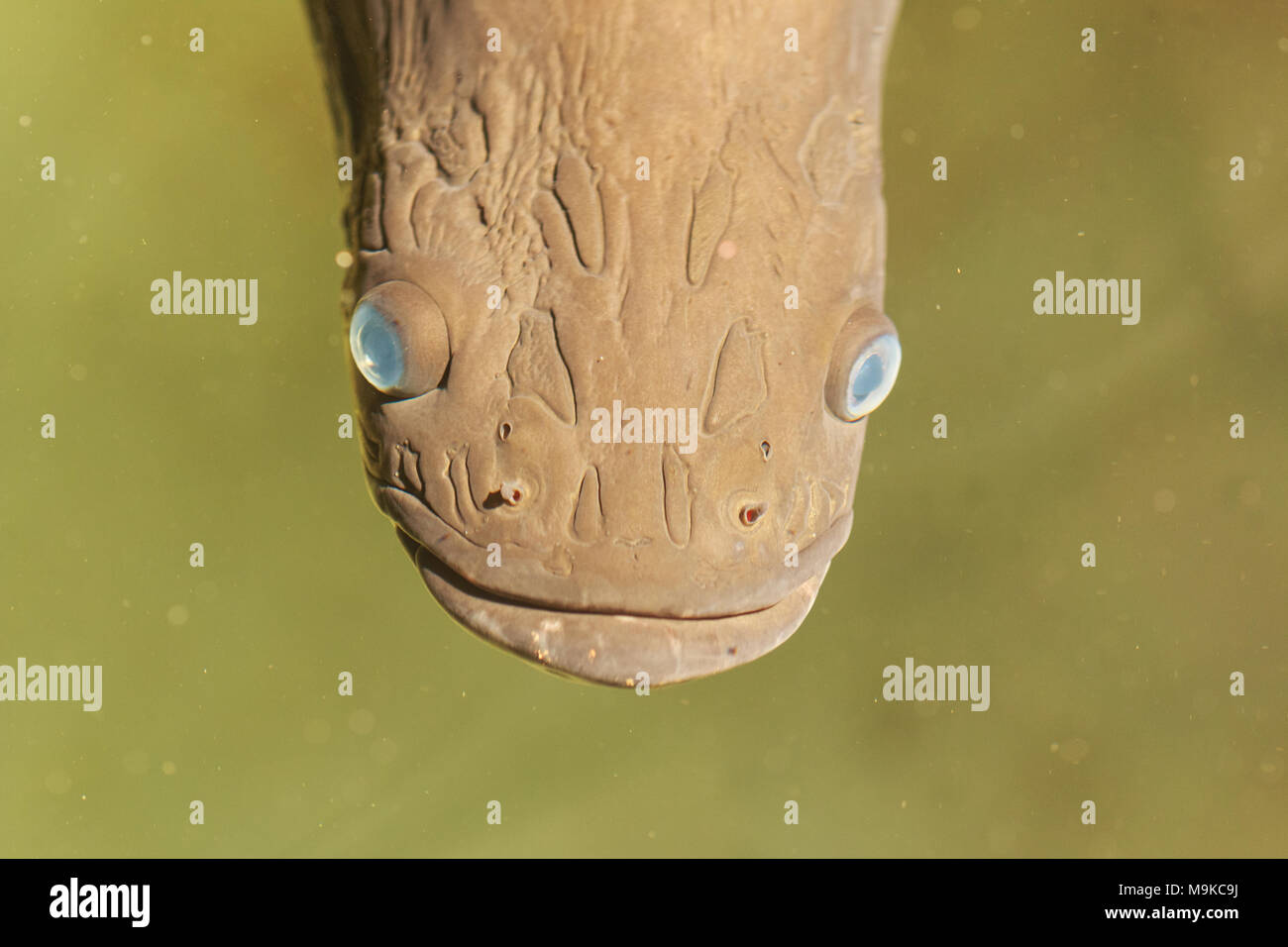 Close up face of large Arapaima, It is a genus of bonytongue native to ...