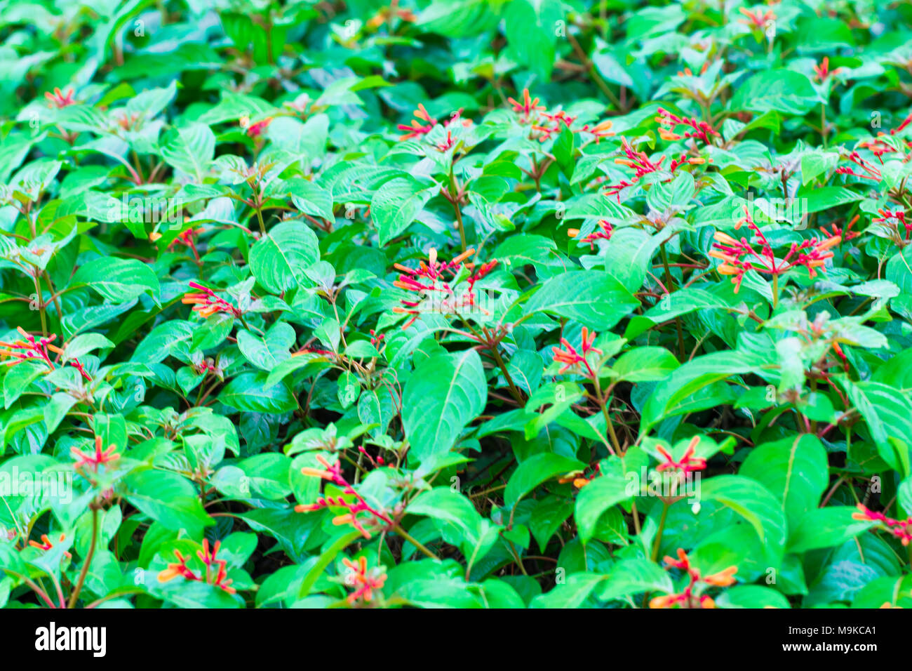 Sumer illustration hi-res stock photography and images - Alamy