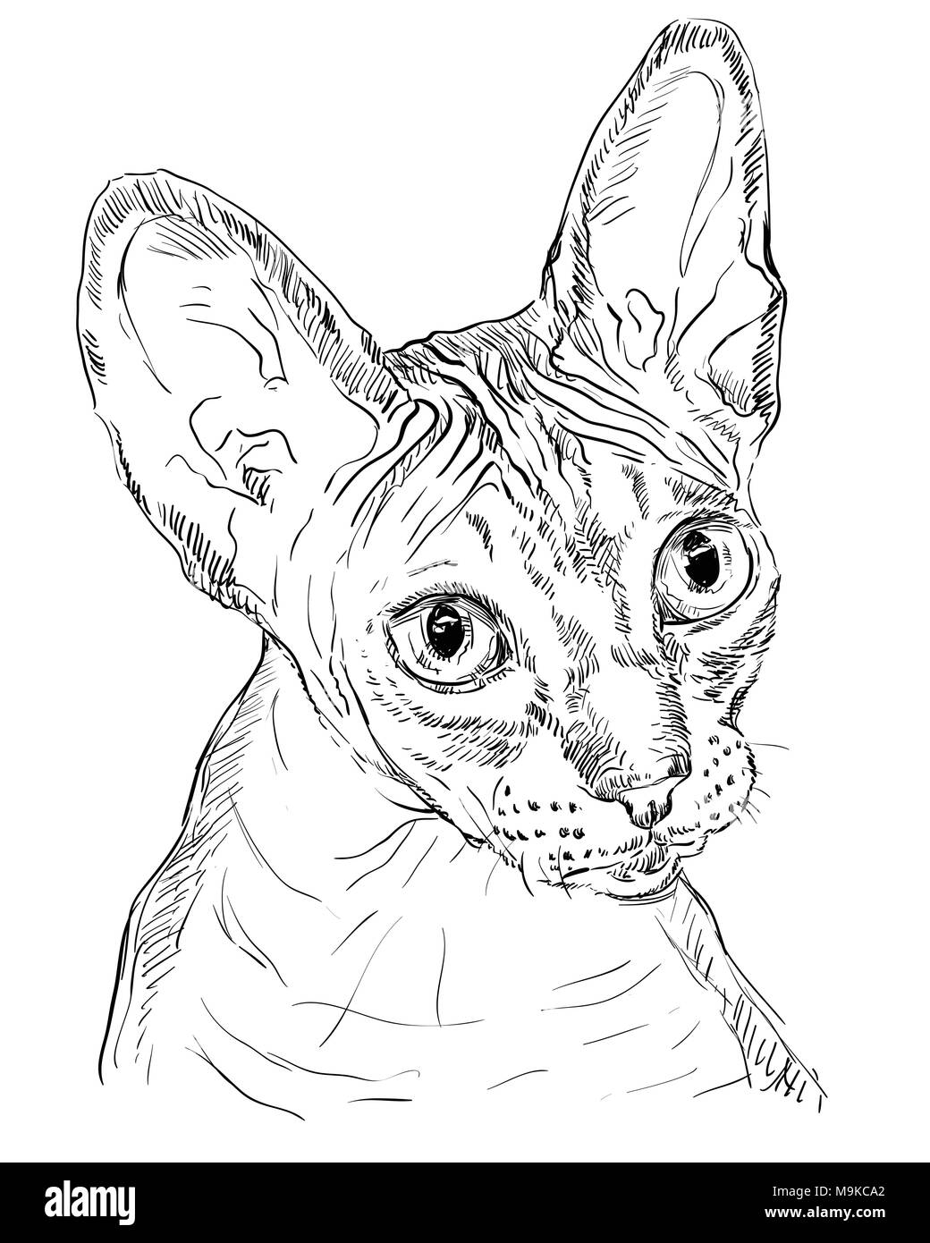 Vector outline monochrome portrait of hairless curious Sphynx Сat in ...