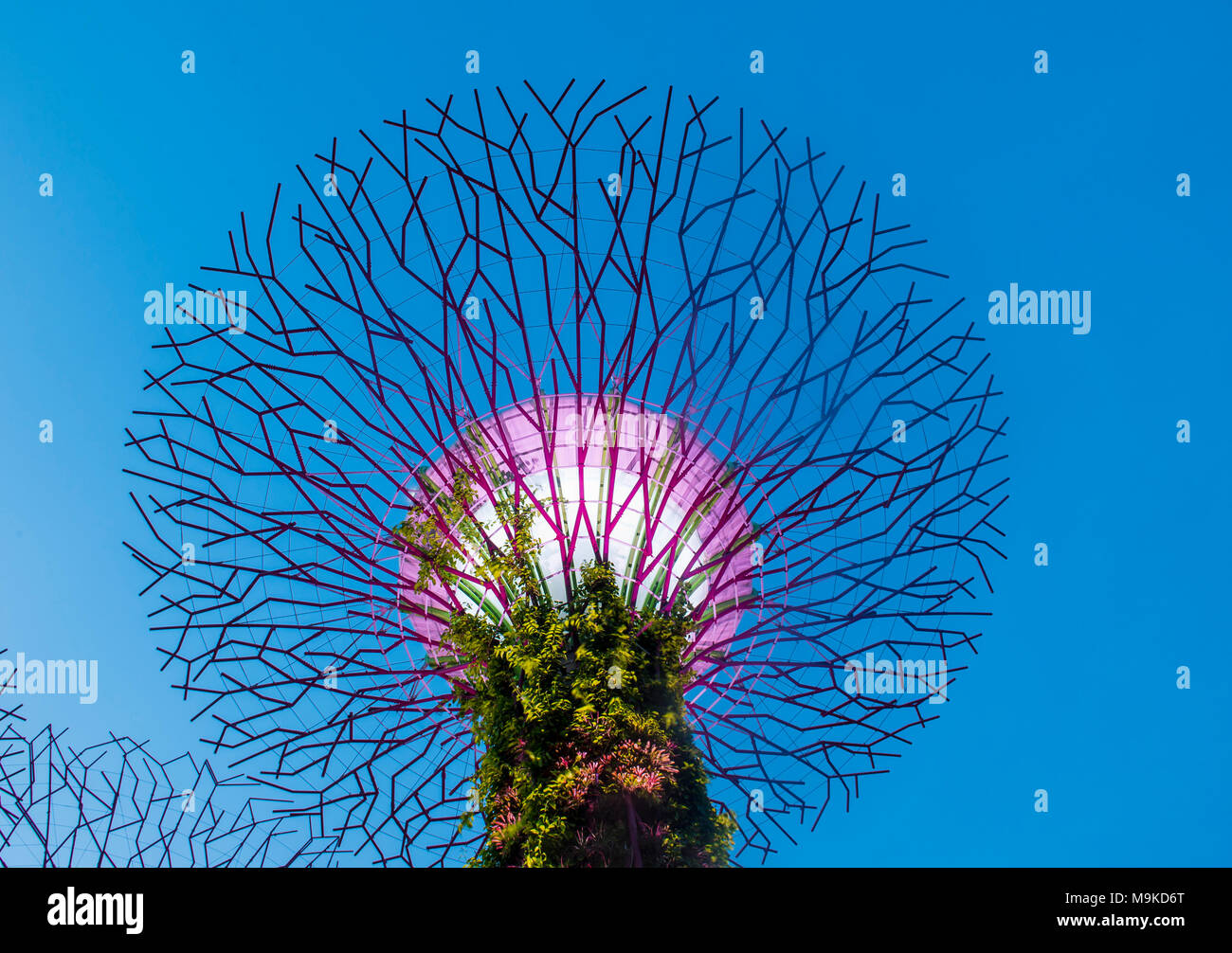 Supertree in Gardens by the Bay in Singapore Stock Photo - Alamy