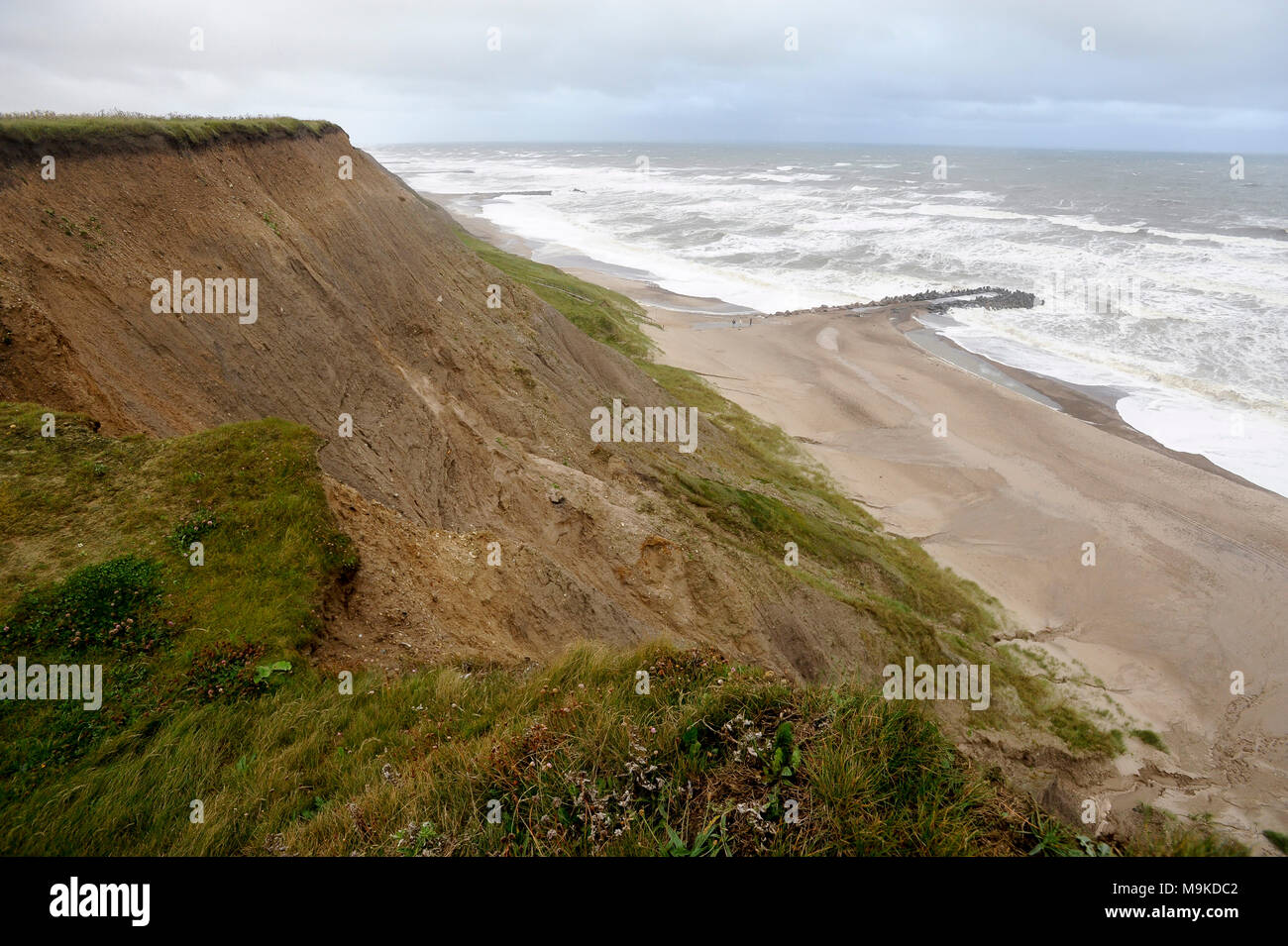 41 m high Bovbjerg Klint (Bovbjerg Cliff) in Ferring, Central Denmark ...