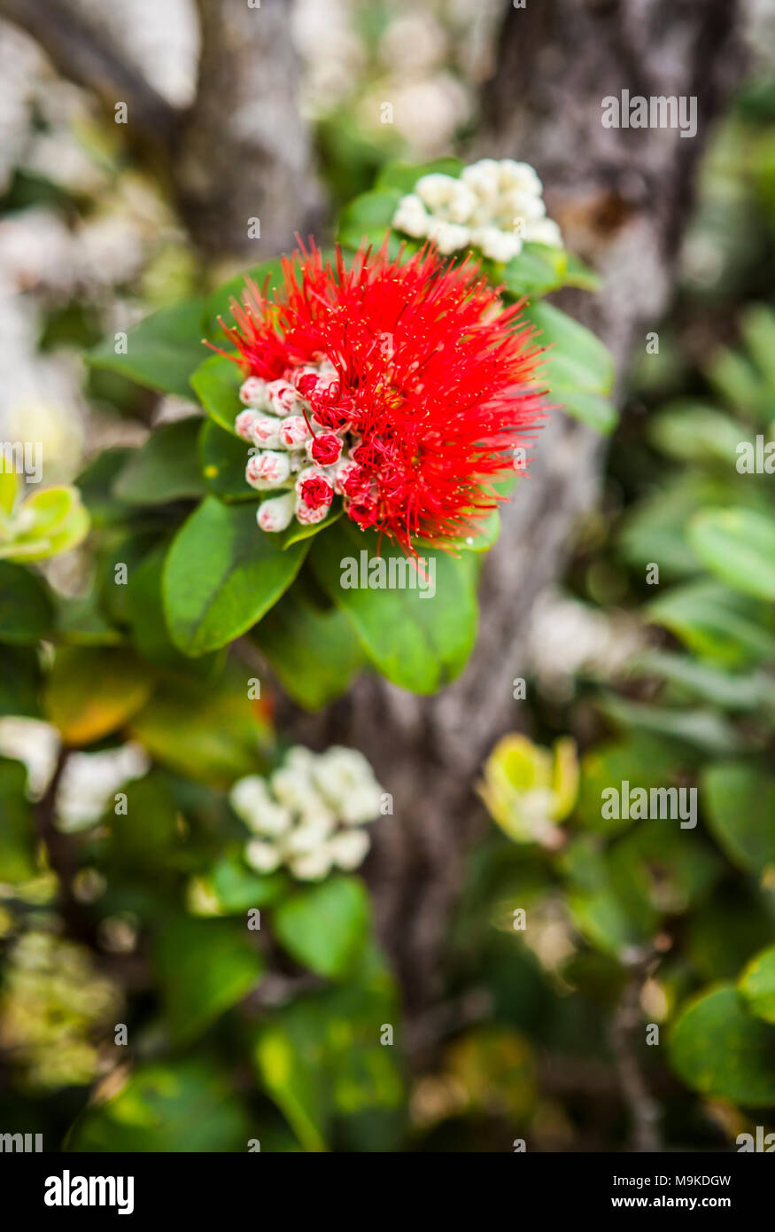 A closeup view of the flower on a ōhiʻa lehua tree in Hawaii Volcanoes ...