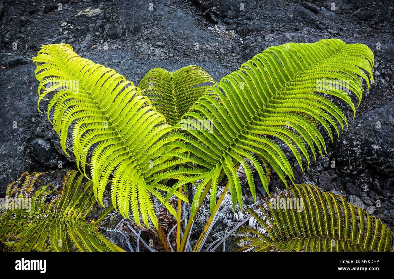 Ferns growing near a old lava flow, Hawaii Volcanoes National Park ...