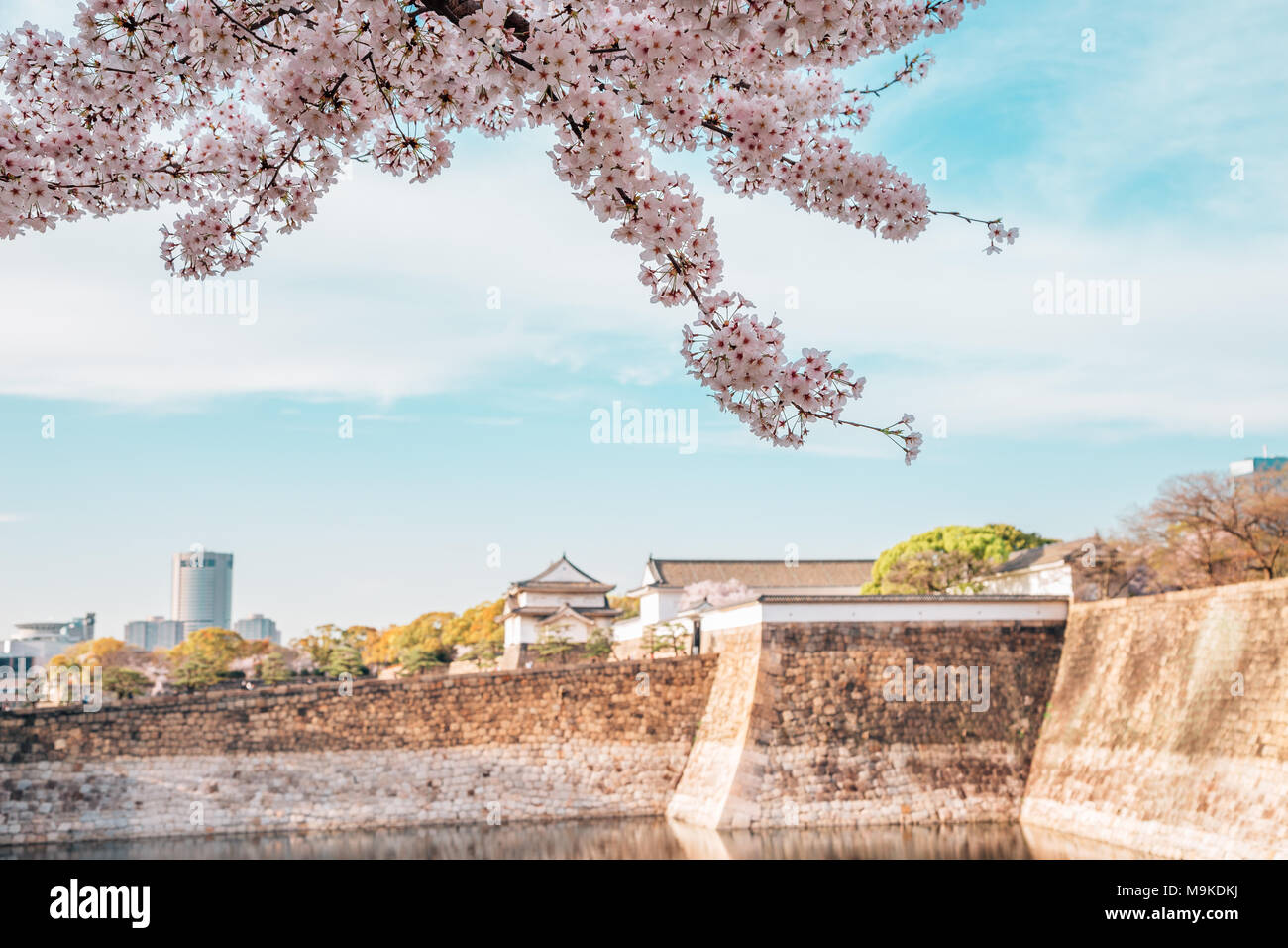 Cherry blossoms of spring in Osaka castle, Japan Stock Photo - Alamy