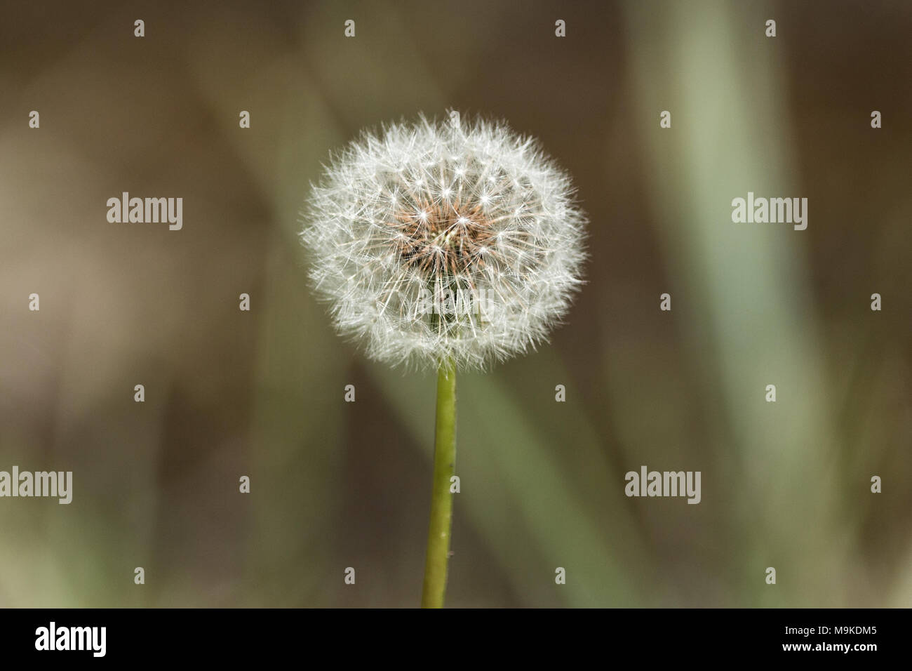 White Dandelion Seed Head flower Stock Photo - Alamy