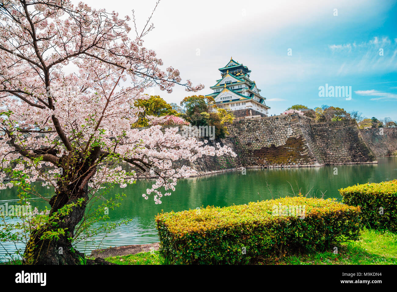 Osaka castle with cherry blossoms of spring in Japan Stock Photo - Alamy