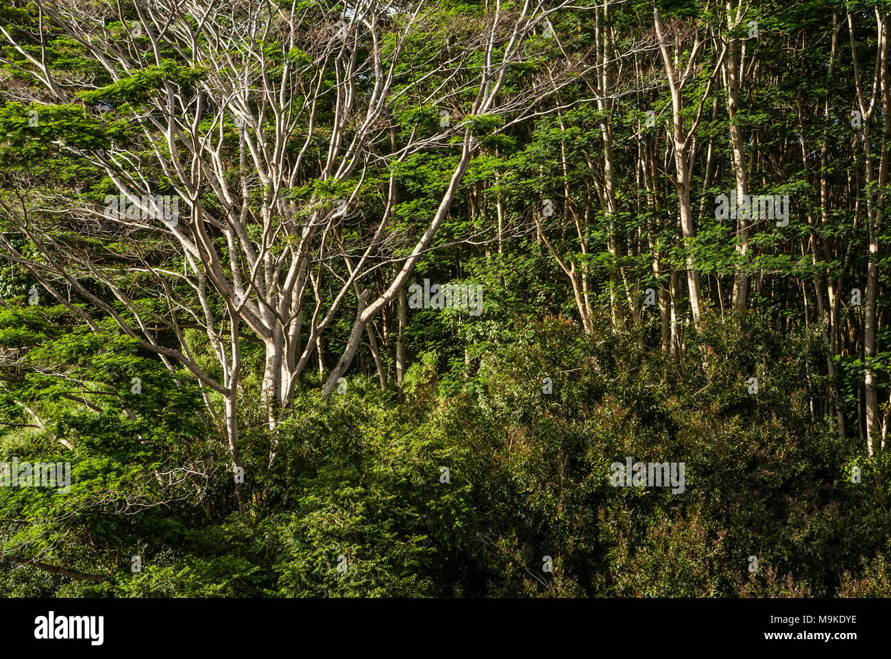 A forest detail in Puna on the big island, Hawaii, USA. The white ...