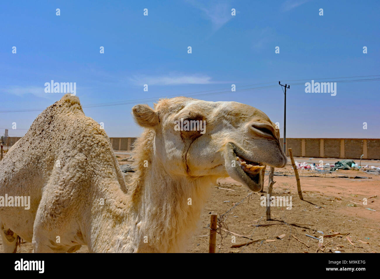 Close-ups of camels for sale near Riyadh, Saudi Arabia Stock Photo - Alamy
