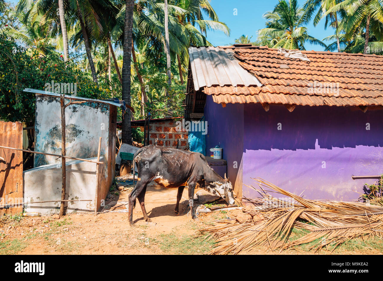 Cow with tropical palm trees and purple house in Palolem beach, Goa ...