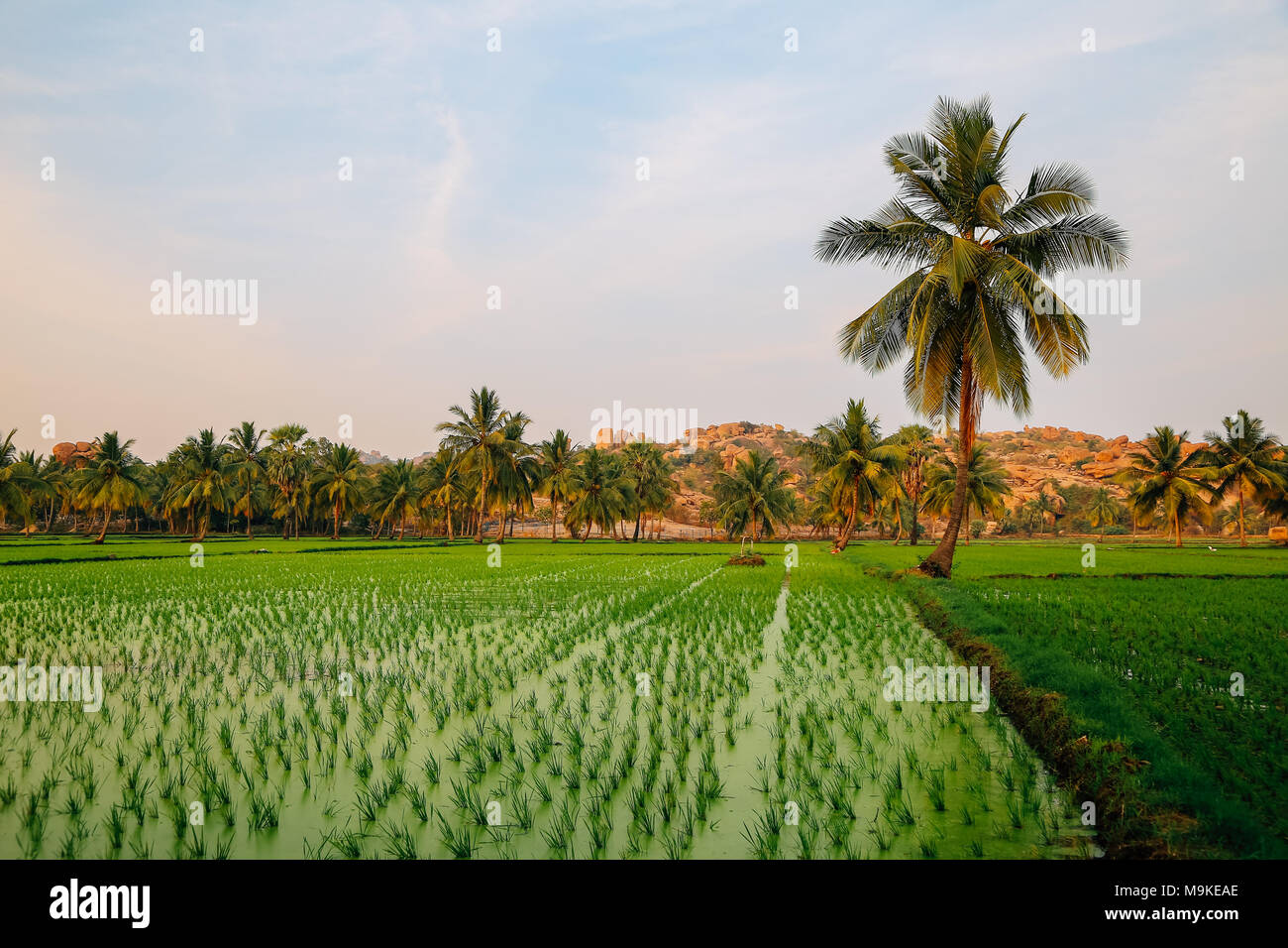 Green rice field with palm trees in Hampi, India Stock Photo - Alamy