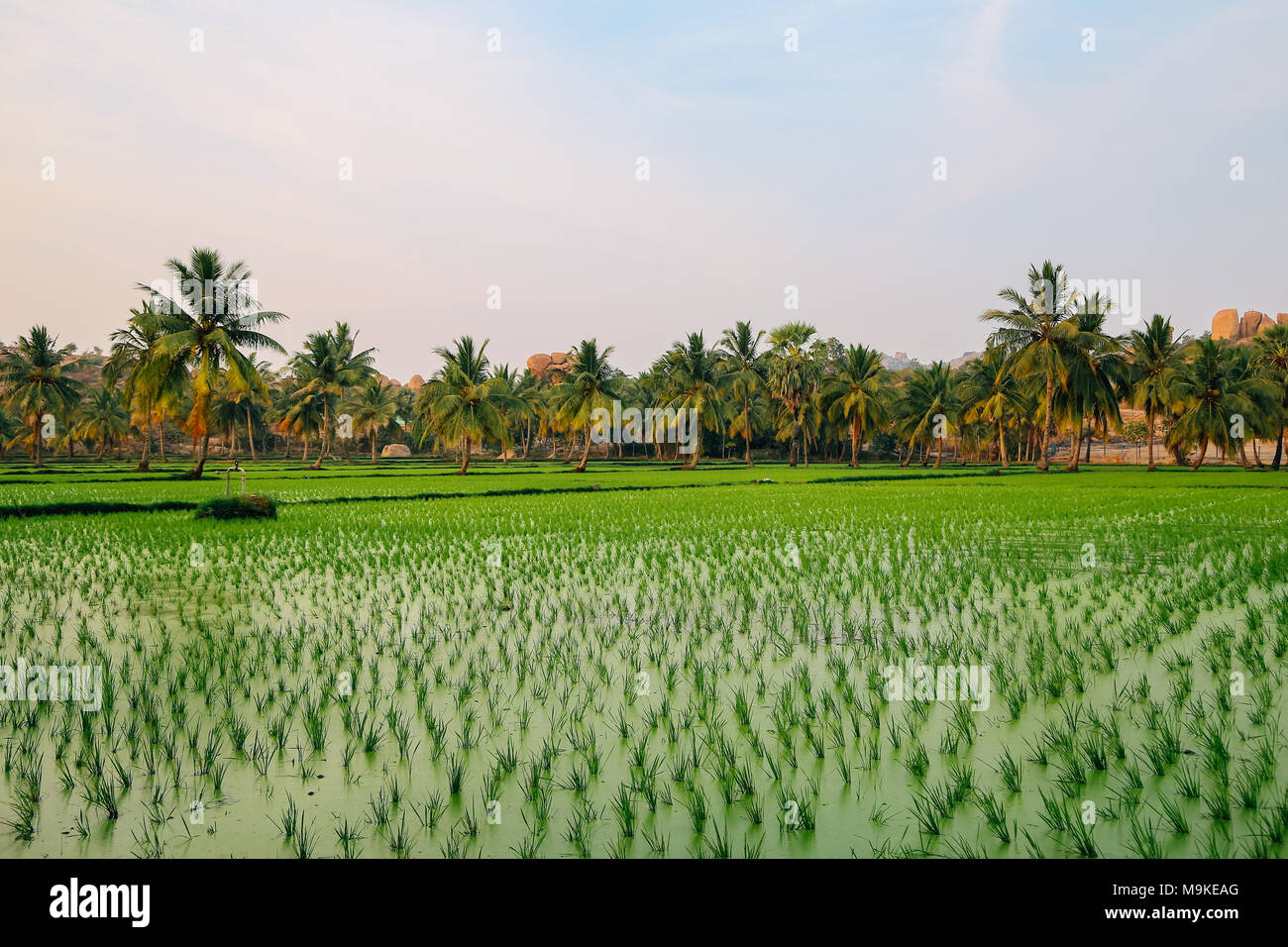 Green rice field with palm trees in Hampi, India Stock Photo - Alamy