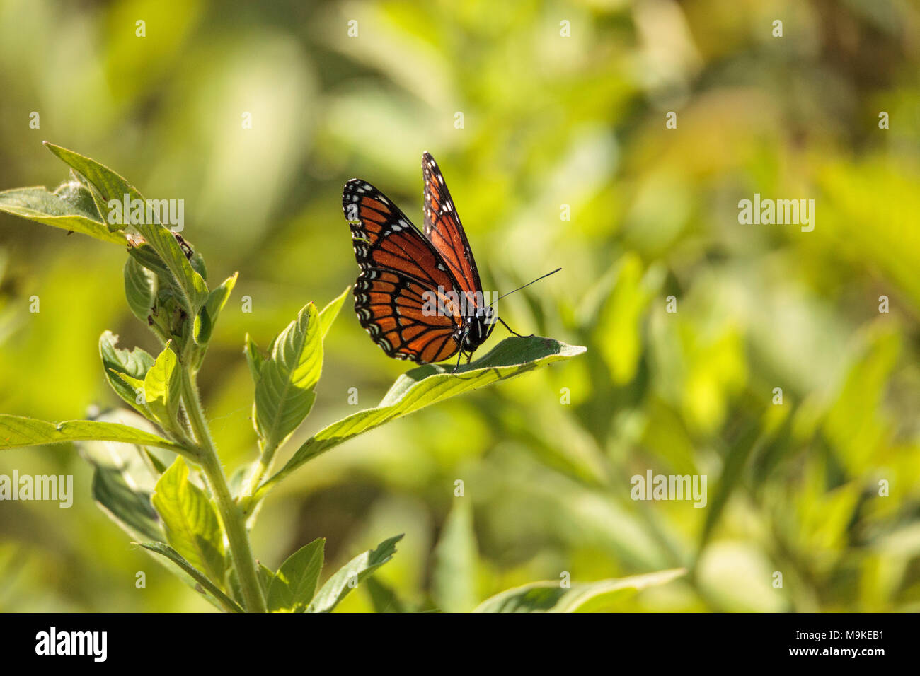 Monarch butterfly Danaus plexippus on a milk weed in the CREW Bird ...