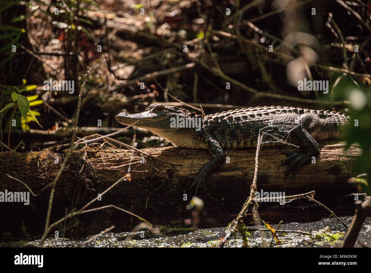 Young American Alligator mississippiensis basking on the side of a pond ...