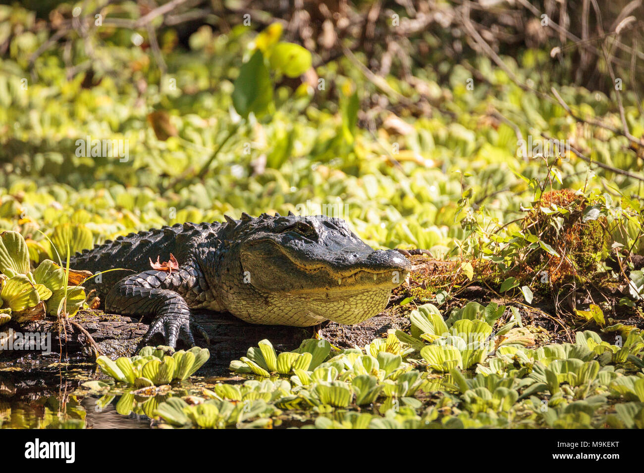 Fat alligator hi-res stock photography and images - Alamy