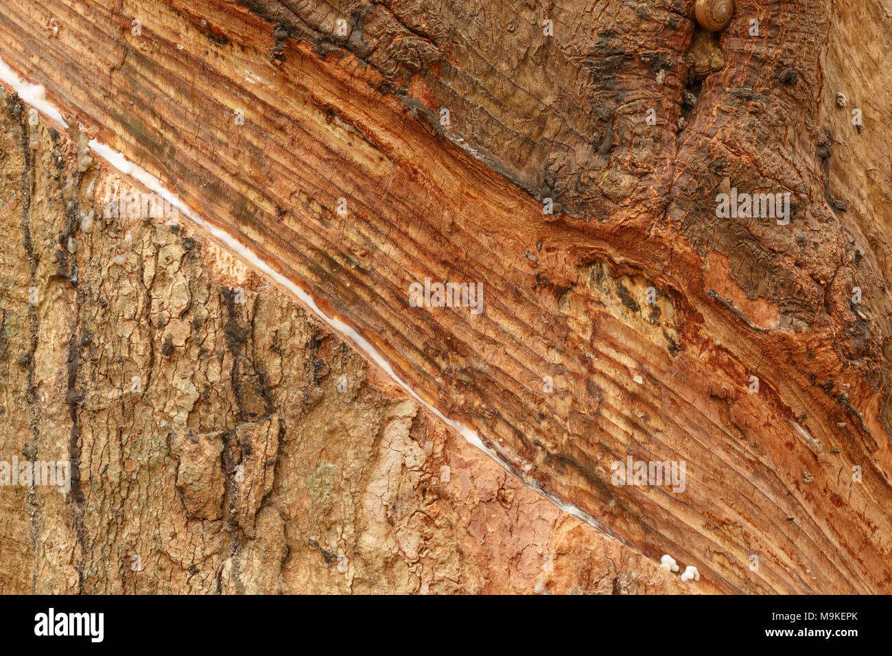 resin on the rubber tree Stock Photo - Alamy