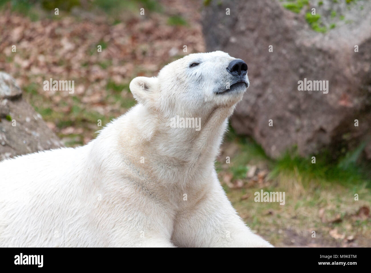 a head portrait of an ice bear Stock Photo - Alamy