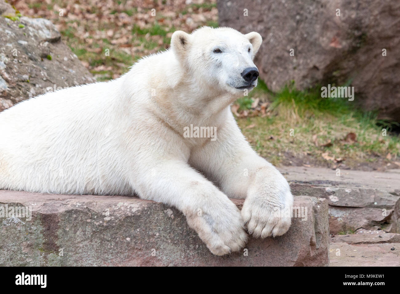 Icebear swimming hi-res stock photography and images - Alamy