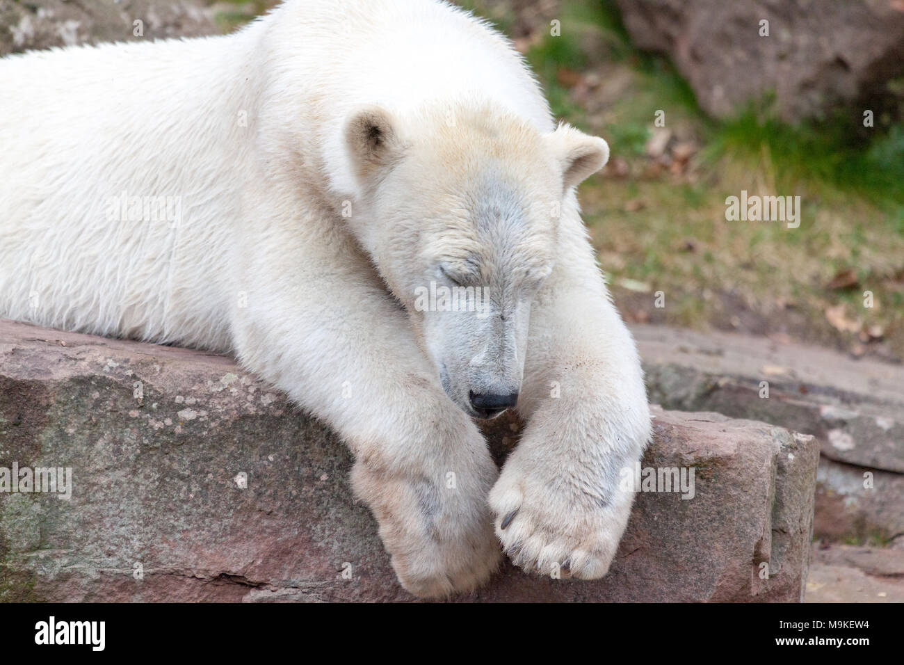 a head portrait of an ice bear Stock Photo - Alamy