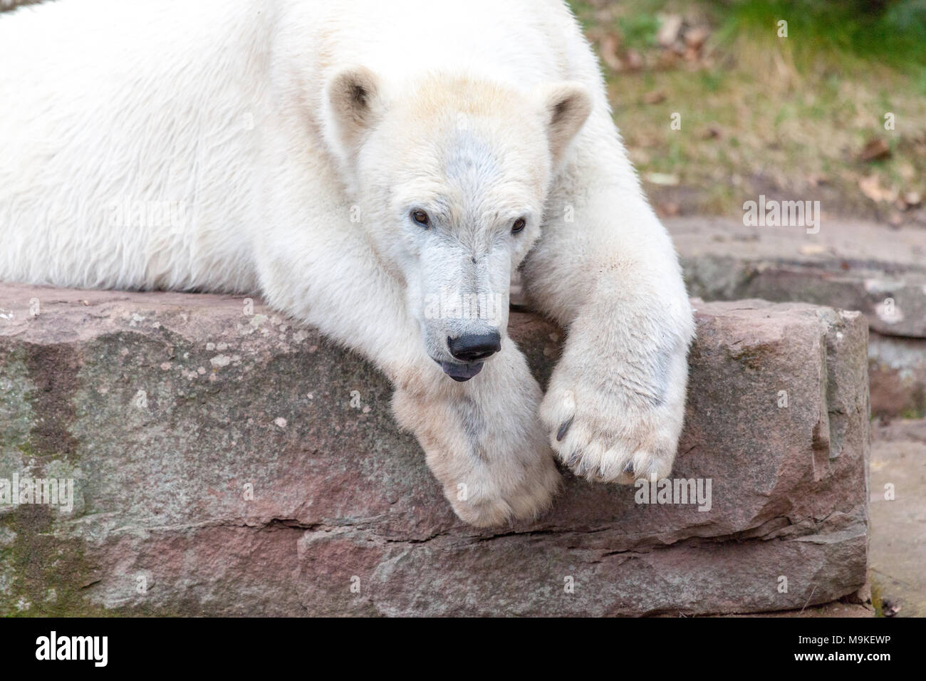 a head portrait of an ice bear Stock Photo - Alamy
