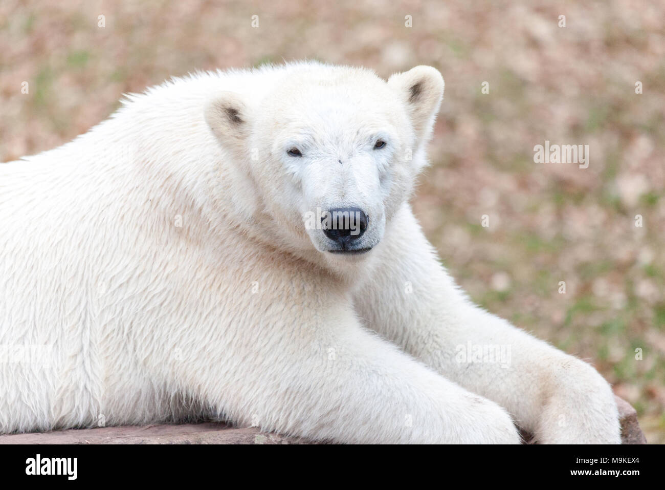 a head portrait of an ice bear Stock Photo - Alamy