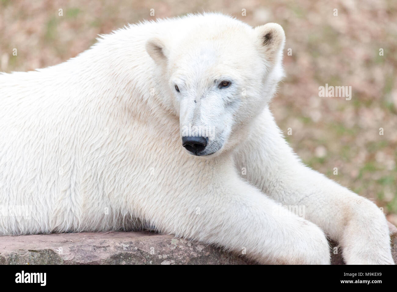 a head portrait of an ice bear Stock Photo - Alamy