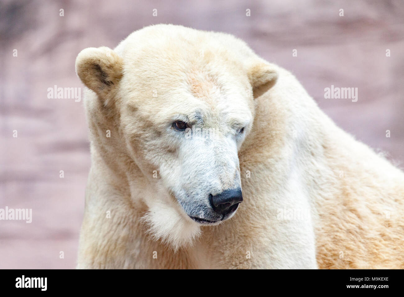 a head portrait of an ice bear Stock Photo - Alamy