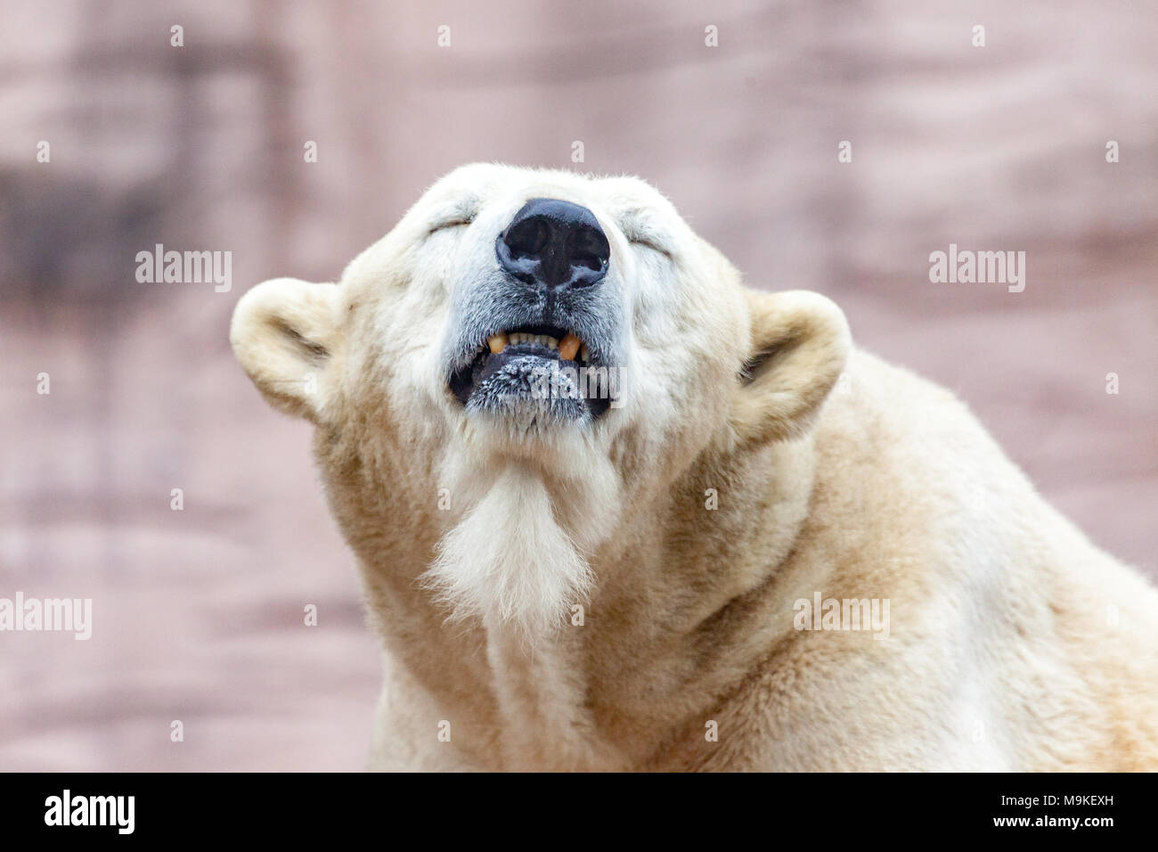 a head portrait of an ice bear Stock Photo - Alamy